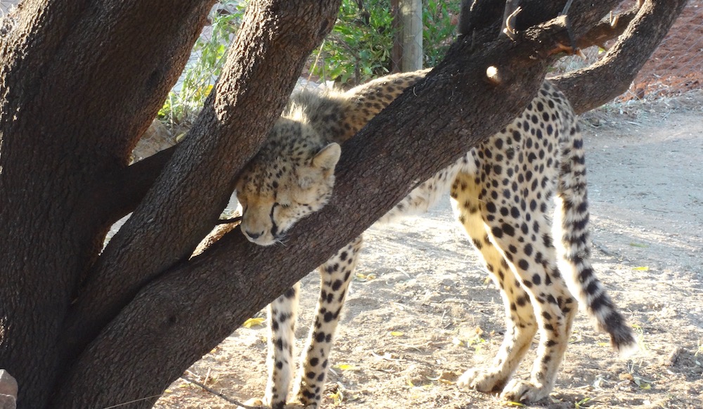 Home - Cheetah Conservation Fund Canada