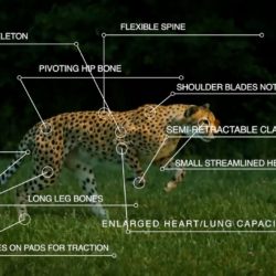 The Benefits of Healthy Ecosystems - Cheetah Conservation Fund Canada