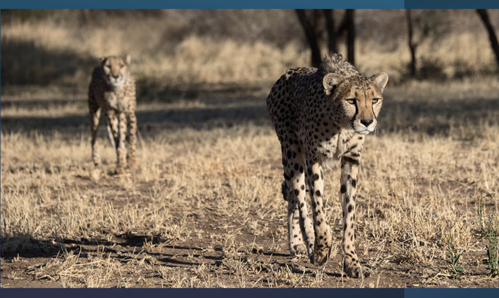 Cheetah Keepers' Experience at CCF: It's All About The Cheetah ...