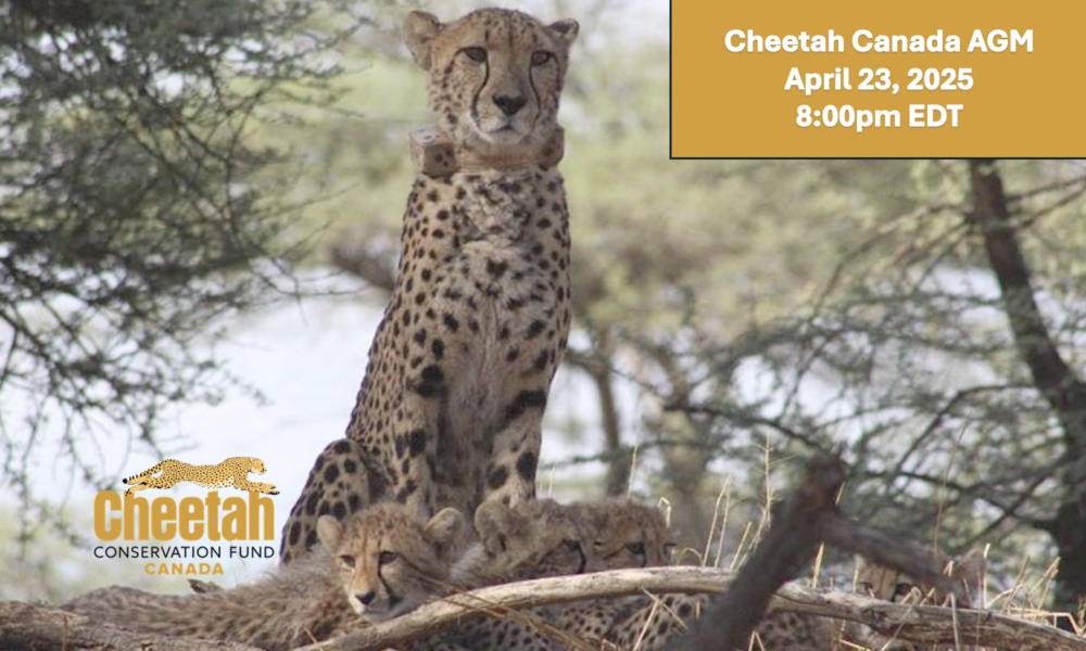 Home - Cheetah Conservation Fund Canada