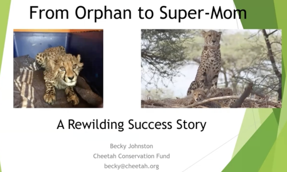 Home - Cheetah Conservation Fund Canada