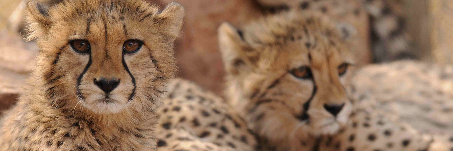 Get involved - Cheetah Conservation Fund United Kingdom