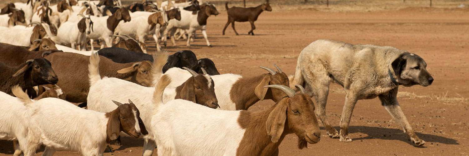 Livestock guarding dogs - Cheetah Conservation Fund United Kingdom