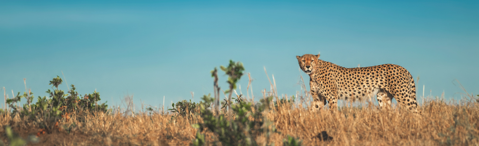 Cheetah Conservation Fund UK Official Website