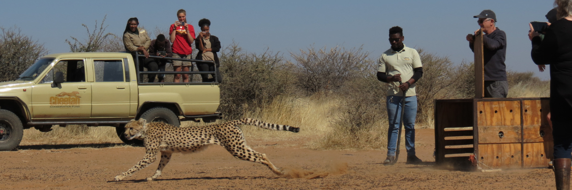 Our work - Cheetah Conservation Fund United Kingdom