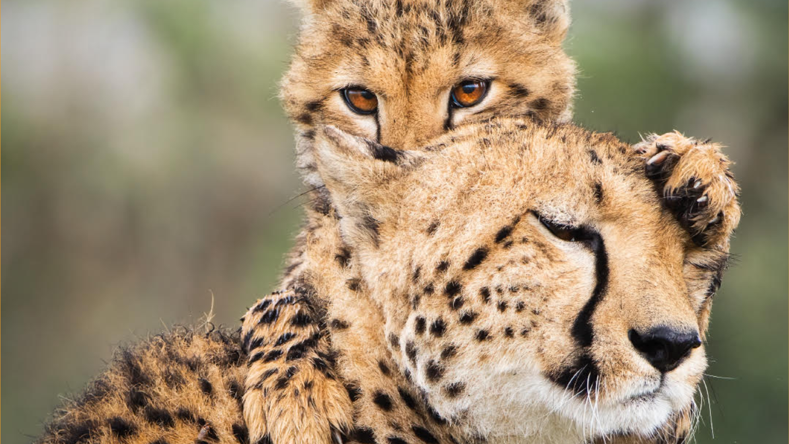 May wildlife photographer of the month – Alison Buttigieg