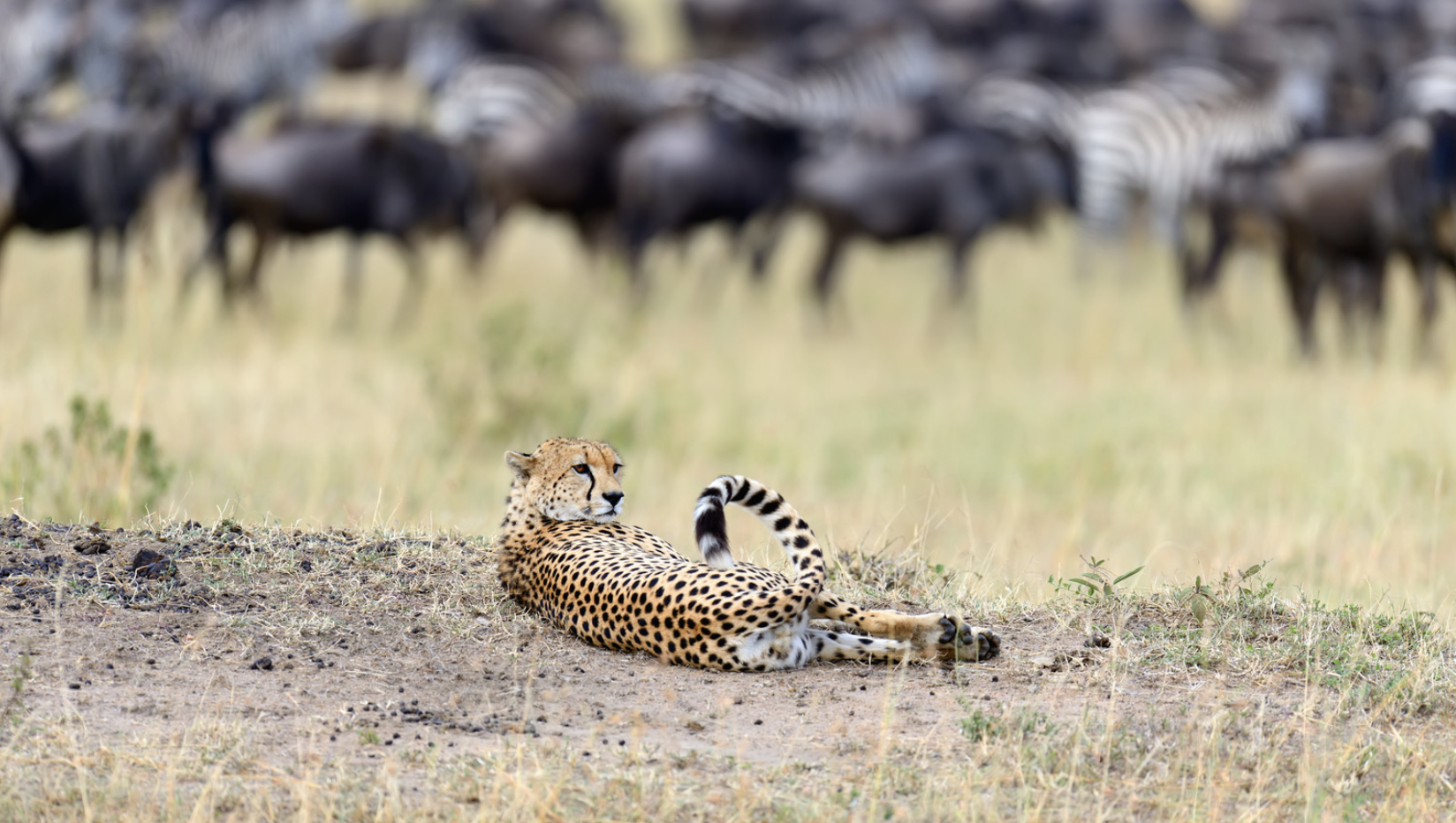 The Cheetah Conservation Circle - Cheetah Conservation Fund United Kingdom