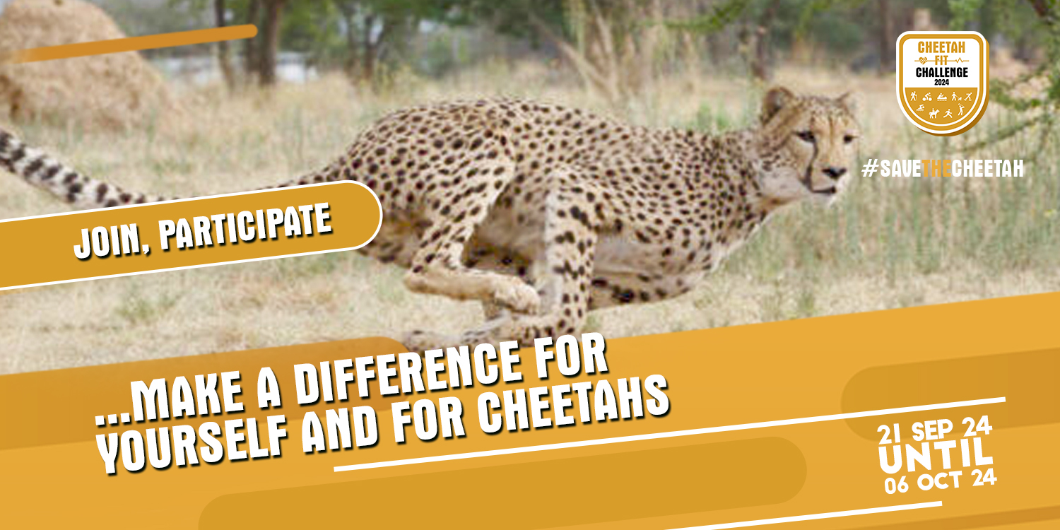 Cheetah Conservation Fund UK Official Website