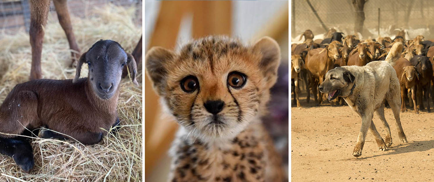 Adopt an animal - Cheetah Conservation Fund United Kingdom
