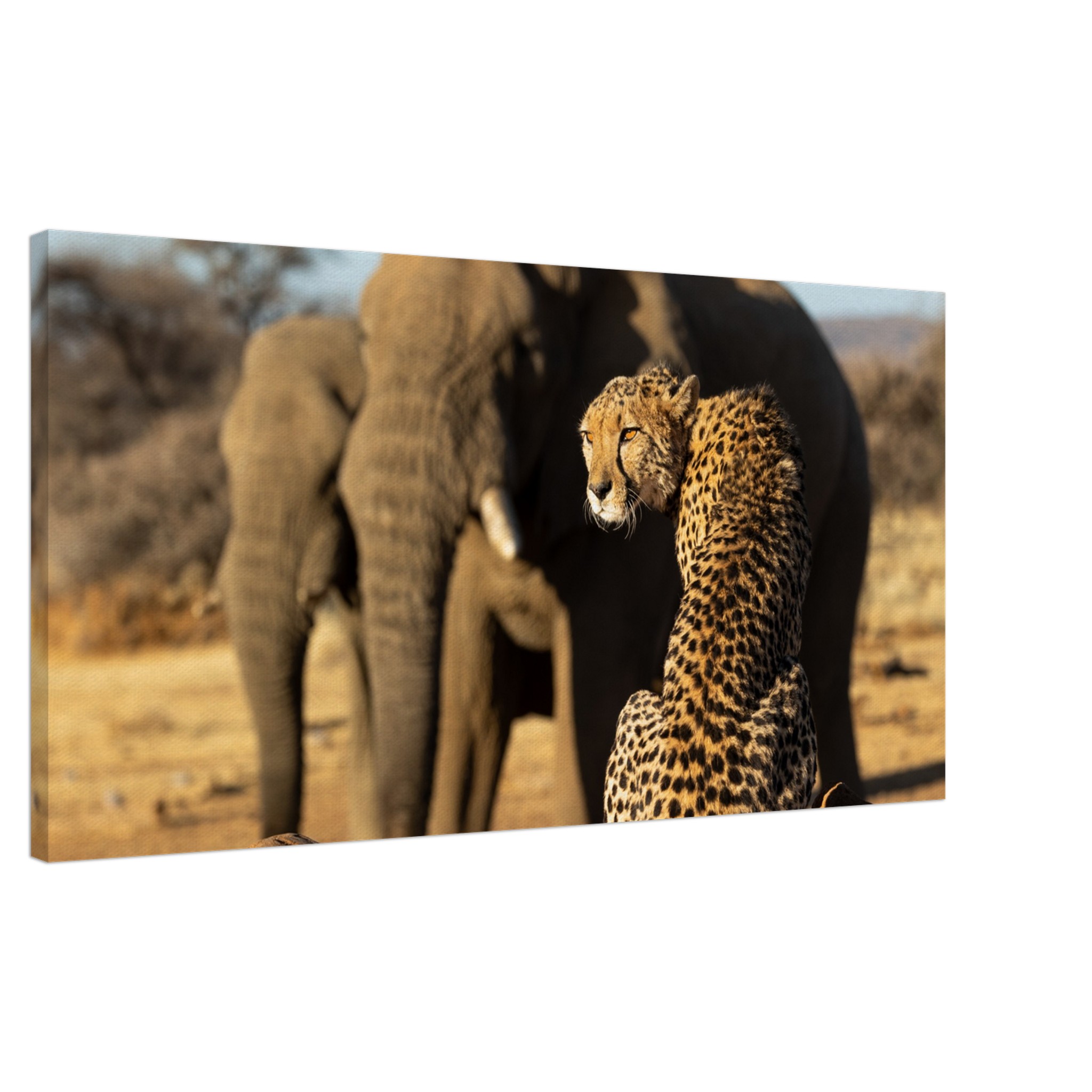 Cheetah with Elephants - by Carel Steenkamp - Canvas - Cheetah ...