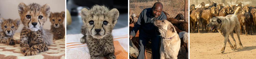 Adopt an animal - Cheetah Conservation Fund United Kingdom