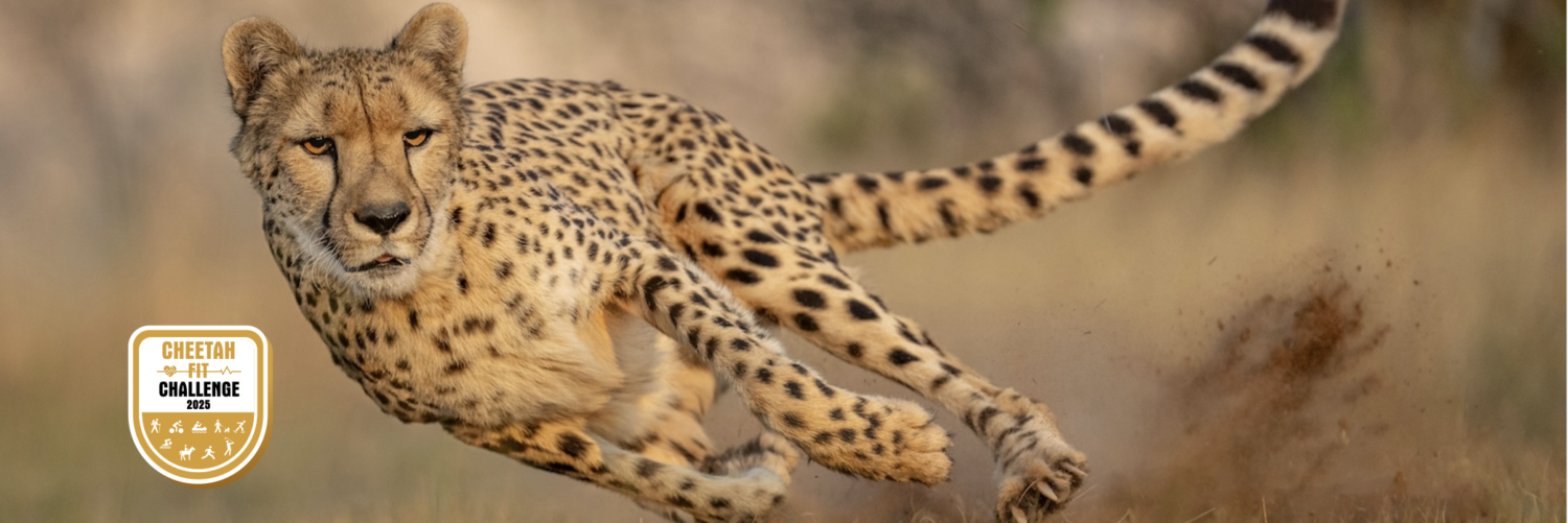 Home - Cheetah Conservation Fund United States