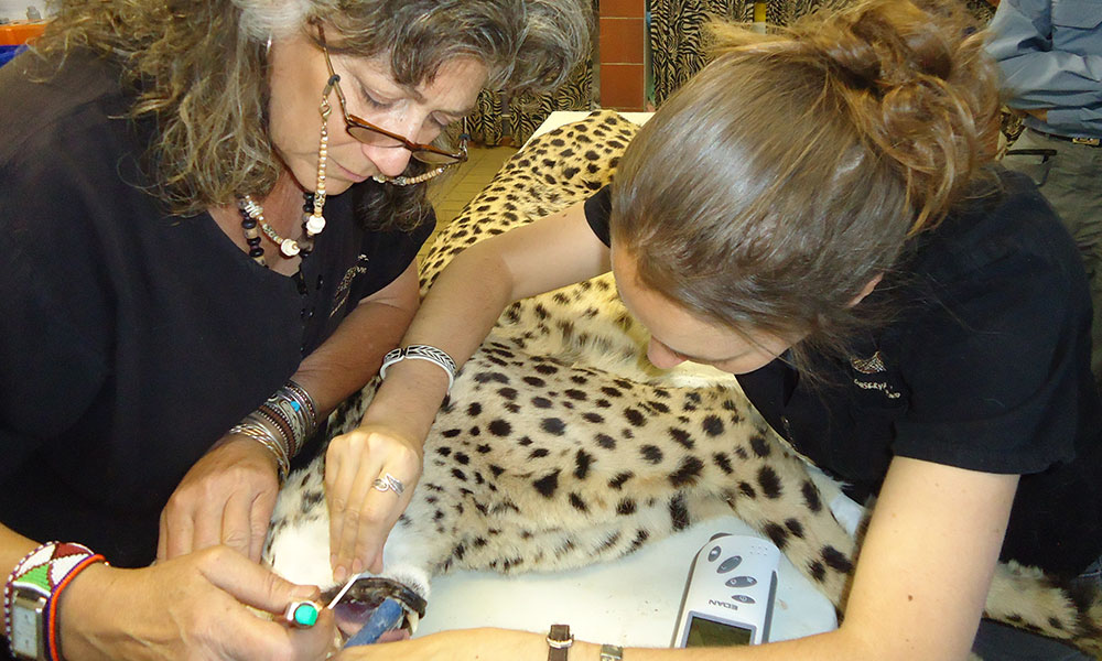 Scientific Research on Cheetahs • Cheetah Conservation Fund
