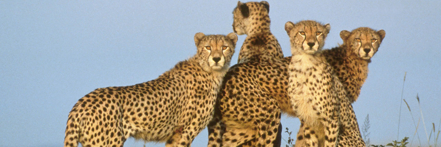 Combined Federal Campaign • Cheetah Conservation Fund