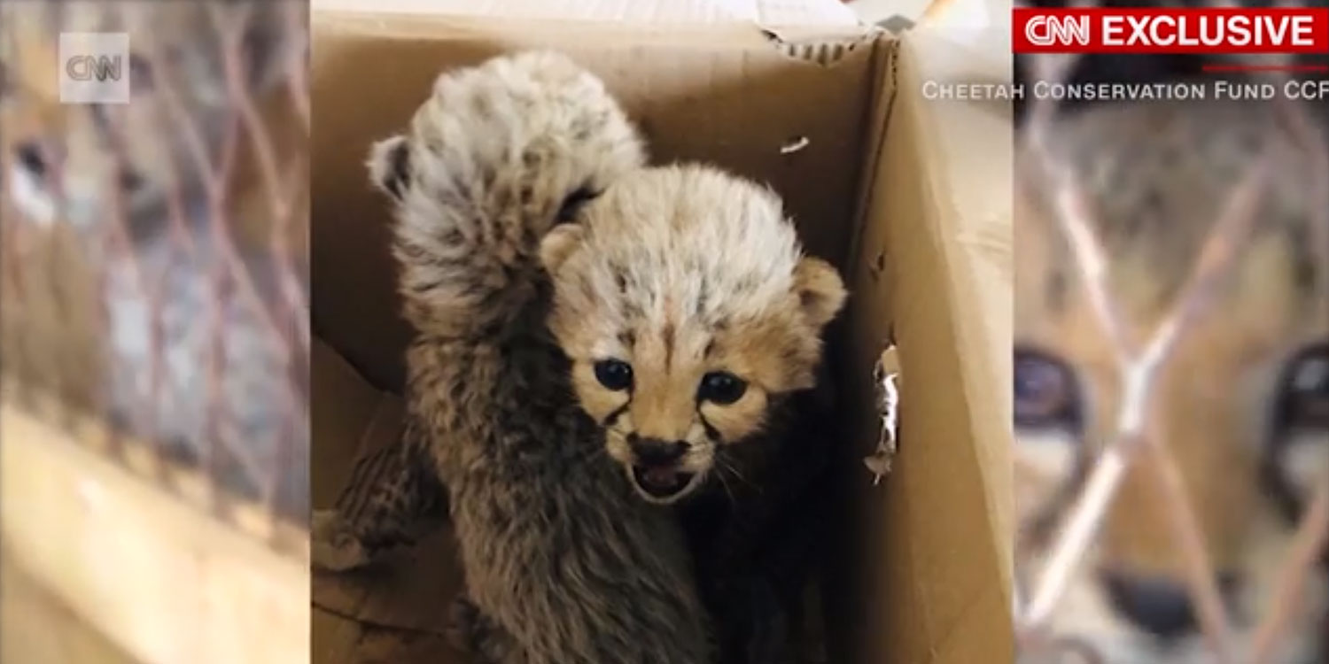 Homepage • Cheetah Conservation Fund