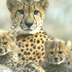 The Decline of Wild Cheetah Genetic Diversity and a Surprise from ...