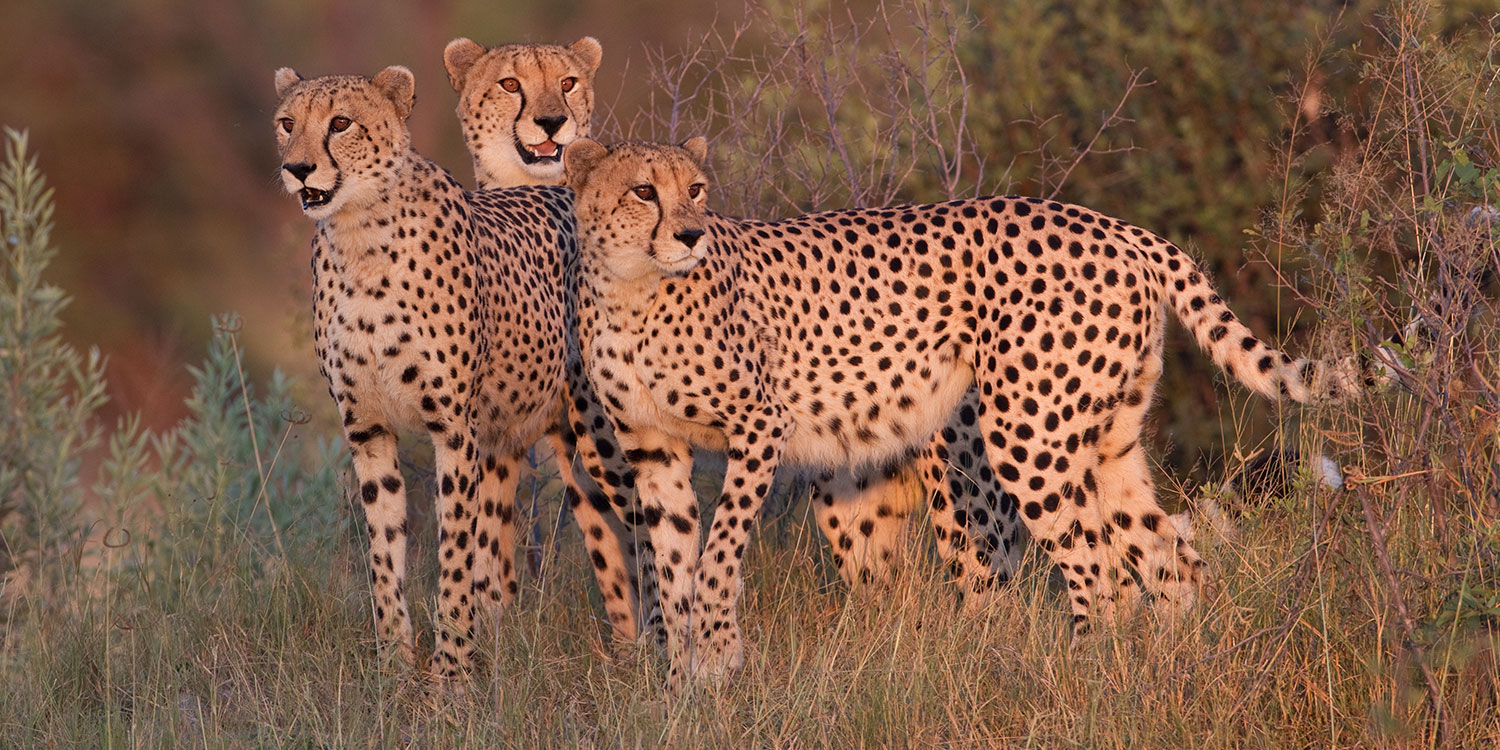 Homepage • Cheetah Conservation Fund