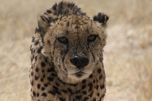 Sponsor • Cheetah Conservation Fund