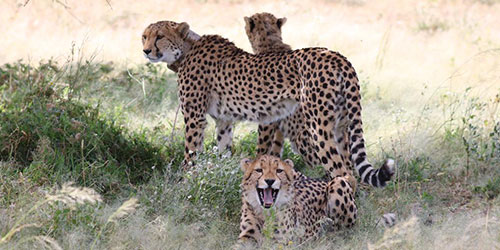 Homepage • Cheetah Conservation Fund