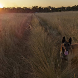 Sniffing Out Cheetahs: Training CCF’s Scat Detection Dogs • Cheetah ...