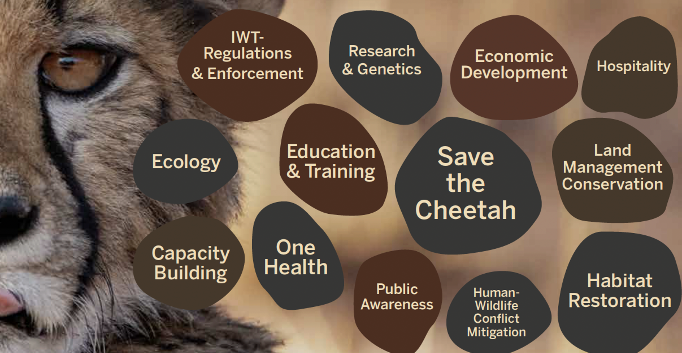Cheetah Fit Challenge • Cheetah Conservation Fund